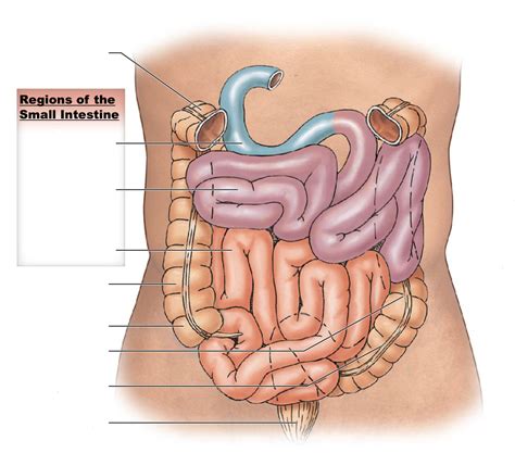 Regions Of The Small Intestine Chapter 25 Diagram Quizlet