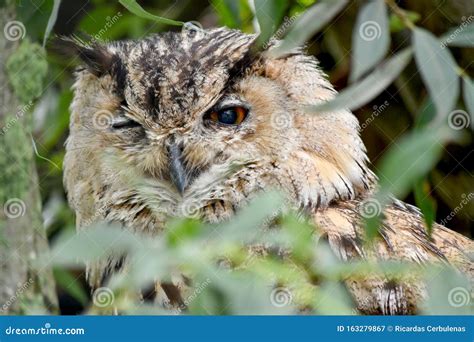 Blinking Owl Stock Image Image Of Eagle Birds Feather 163279867