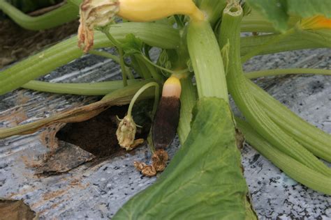 Choanephora Fruit Rot Of Cucurbit Crops Scouting Guides For Problems Of Vegetables