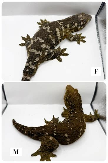 Leachianus Proven Breeding Pair Leachianus Gecko By Jumpin Tails