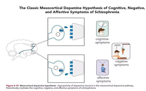 Role Of Neurotransmitter Dopamine In Symptoms Of Schizophrenia 1pptx