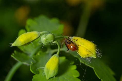 A Colorful Mirid Bug Stock Image Image Of Nature Blue 13870221