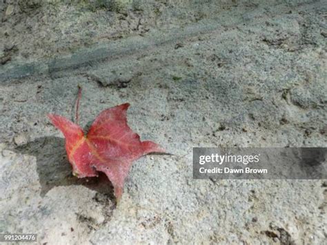 Brown Starfish Photos And Premium High Res Pictures Getty Images
