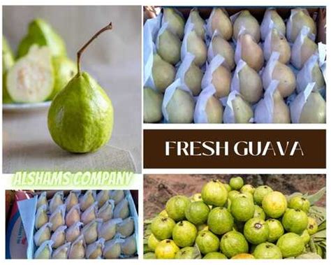 Fresh Guava At Best Price In Cairo Cairo Alshams Company For General Import And Export