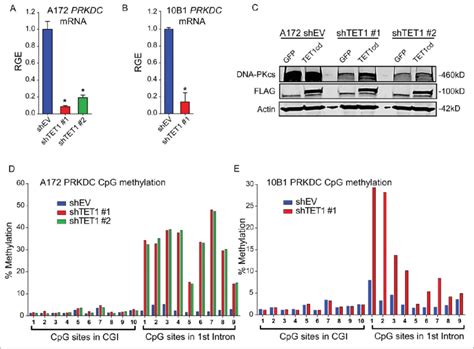 Prkdc Expression Is Dependent On Tet1 Activity Qrt Pcr Showing Prkdc