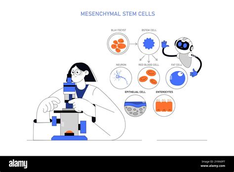 Mesenchymal Stem Cells Concept Scientist Examining Stem Cells Differentiation Into Various Cell