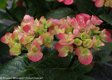 Hydrangea Macrophylla Abracadabra Orb Kiefer Nursery Trees Shrubs