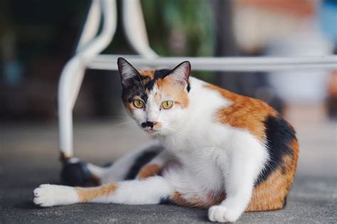 Ginger Tortie Calico The Mystery Gene Responsible For Orange Colour