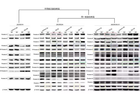 连续做了十几个western Blot的经验记录 Eamons Blog