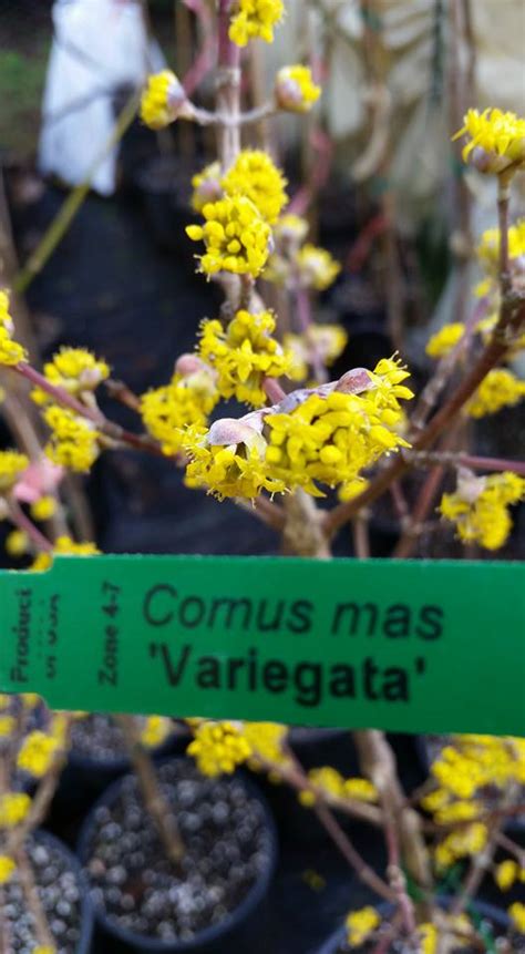 Cornus Mass Variegata Dogwood Bleuwood Nursery