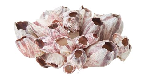 Barnacle Shell Objects And Accents Accessories Jayson Home