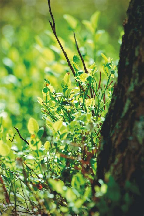 Naturfotograf Fotograf Sundsvall