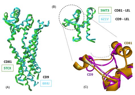 Insights Into The Binding Selectivity Of Harzianoic Acids A And B To Tetraspanin Cd81