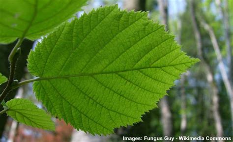 Hazel Trees And Shrubs Types Leaves Bark Nuts Pictures Identification