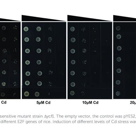 Phylogenetic Tree Gene Structure Conserved Structural Domains And Download Scientific