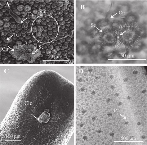 Male Adult Of Chordodes Formosanus Sp N A Cuticular Surface With Five