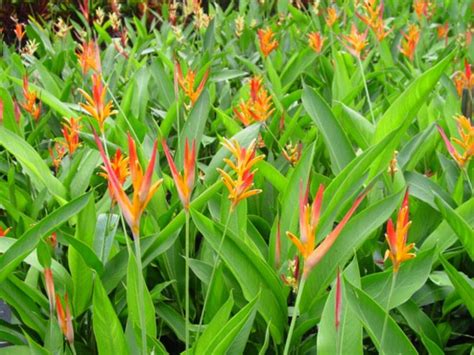 Heliconia Psittacorum Andromeda Florida Plants Landscaping Florida
