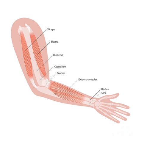 Arm Anatomy 26 By Science Photo Library
