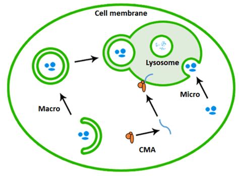 Autophagy Assays What They Are And How They Work Araceli Biosciences