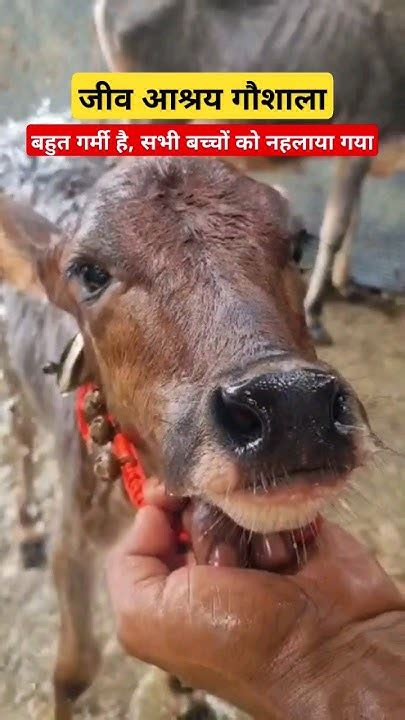 Jeev Aashraya Gaushala Cow Shelter Home Jeevaashraya Lucknow Lucknowcity Cowlovers