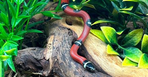 Milk Snake Care A Comprehensive Care Guide Xyzreptiles