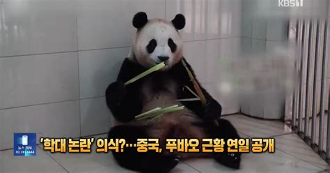 ‘학대 논란 의식중국 푸바오 근황 연일 공개 잇슈 Sns