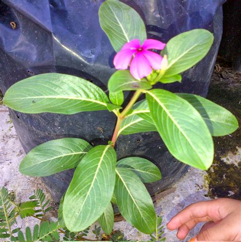 32 Contoh Gambar Bunga Tapak Dara Kekinian Informasi Seputar Tanaman Hias