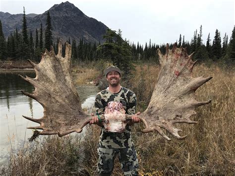 Alaska Moose Hunting Guides Guided Moose Hunts In Alaska