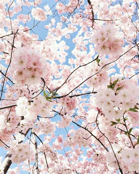 Aesthetic Pink Blossom Wallpapers Wallpaper Cave