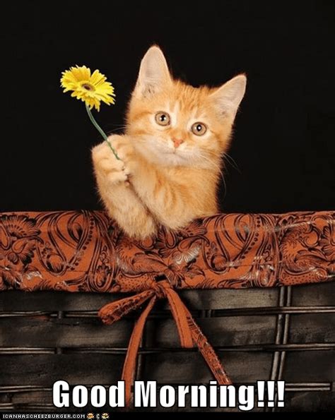 Morning Cat Meme