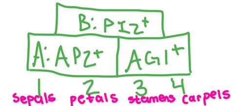 Exam 4 Plants Flashcards Quizlet