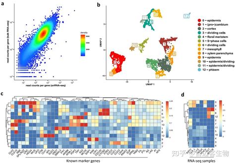 单细胞专题 单核测序开启植物单细胞研究新时代 知乎