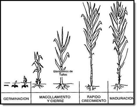 Avibert Ciclo De Vida De La Caña De Azúcar Tecnología Azucarera Edwin