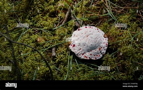 Bleeding Tooth Or Fungus Round Hydnellum Peckii Growing Among Moss