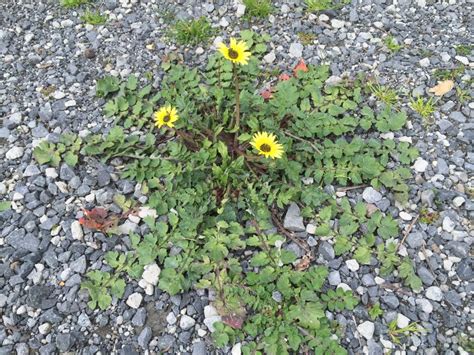 Capeweed Arctotheca Calendula Weedforce