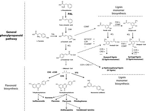 1 The Plant Phenylpropanoid Metabolism Download Scientific Diagram