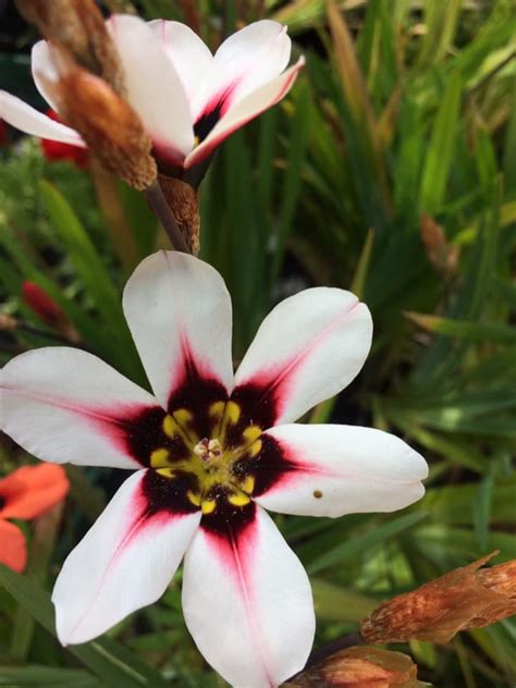 ‫משתלת יגב Home Facebook‬