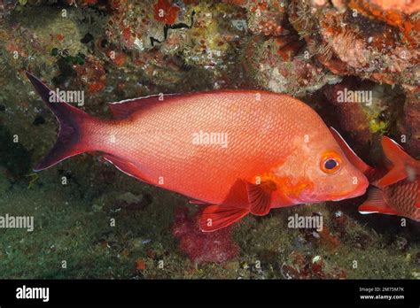 Humpback Red Snapper Lutjanus Gibbus Dive Site Sodwana Bay