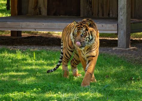 Dubbos Ultimate Wildlife Adventure Taronga Western Plains Zoo