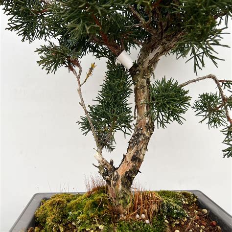 Itoigawa Shimpaku Juniper Web5077 At Bonsai Outlet
