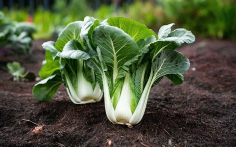 Bok Choy Seeds Plant And Grow This Nutritious Vegetable