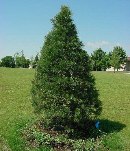 Organisms Temperate Deciduous Forest