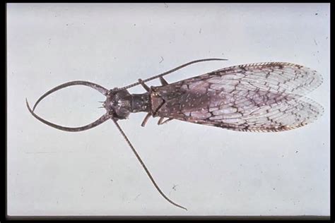 Dobsonfly Larvae Bite