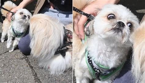 산책 도중 다른 강아지와 마주한 강아지가 잠시후 두 눈 의심하게 만들 정도로 보인 의외 행동