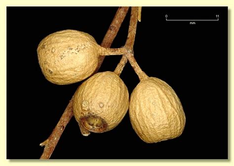 Eucalyptus Marginata Subsp Marginata