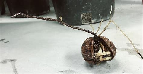 In Case You Were Wondering What A Sprouting Walnut Looks Like Album On Imgur