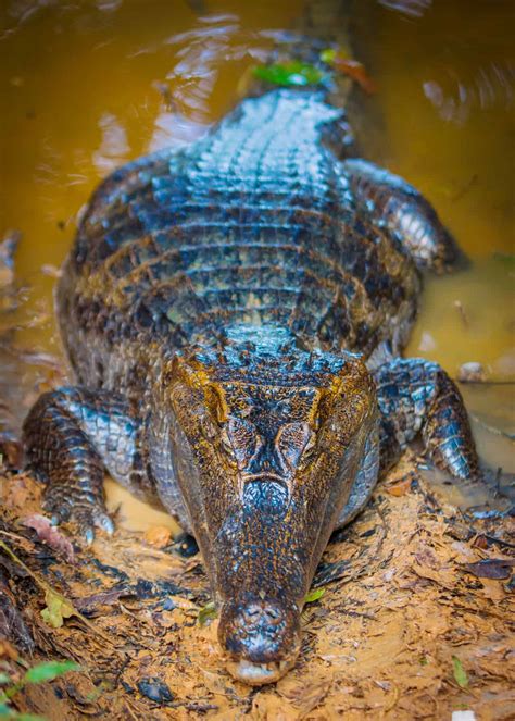 36 Black Caiman Facts Amazons Huge Apex Predator Melanosuchus Niger