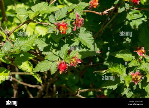 Salmonberry Bush