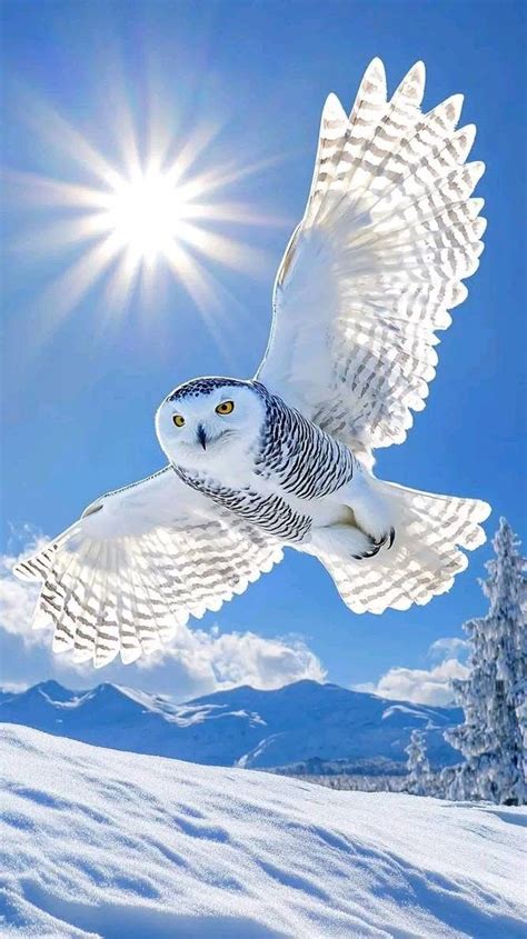 Snowy Owl Flying Photography Owl On A Snow Snowy Owl Pictures Snowy