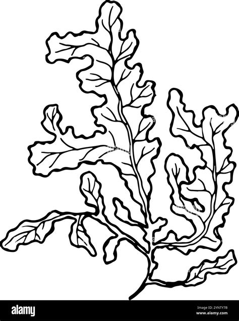 Aquarium Kelp Drawing Marine Flora Algae Sketch Stock Vector Image